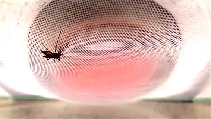 Could bug spray attract mosquitoes? Lab insects learned that the smell ...