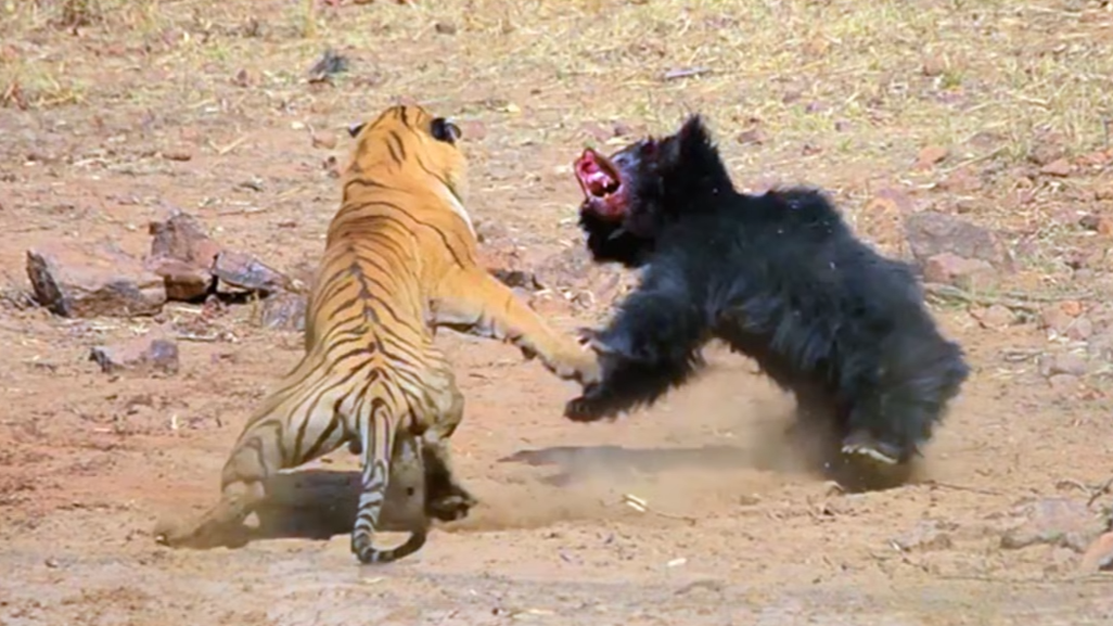 This bear clawed a tiger in the face - then got clawed back