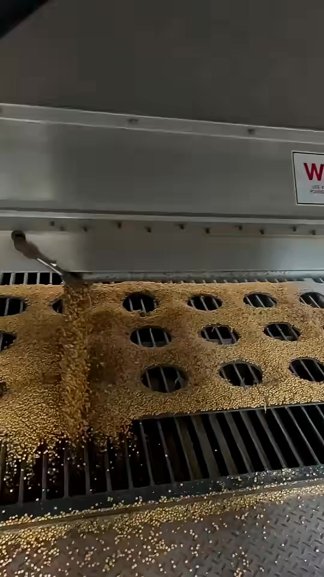 Cutting open soybeans to check the crop