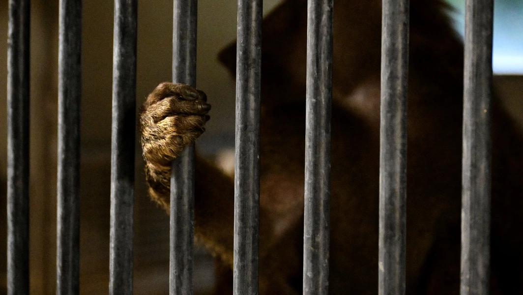 Why animals act strangely in captivity