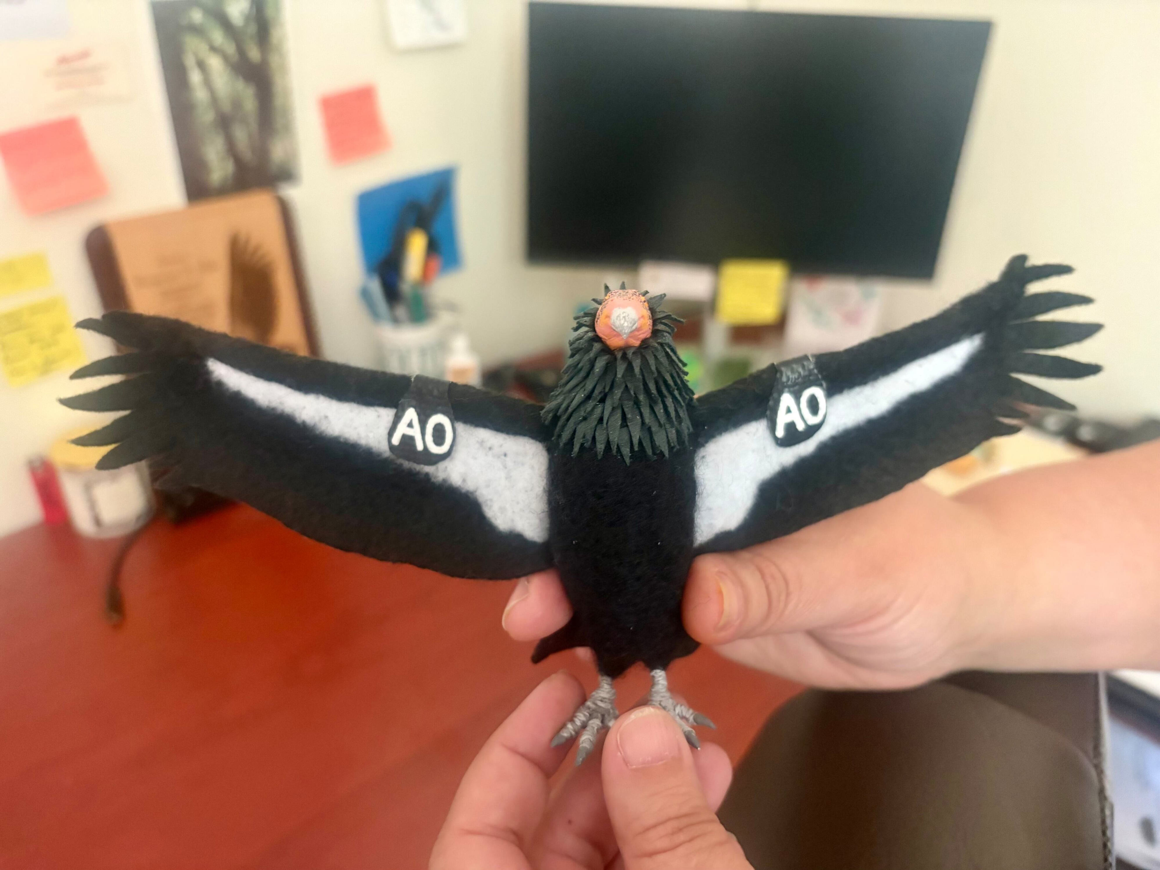 Condor flies into Oregon for first time in over 120 years