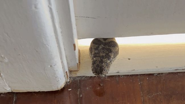 Huge carpet python found lurking in Australian bathroom