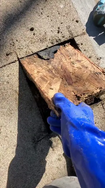 I found a massive hidden beehive inside this roof