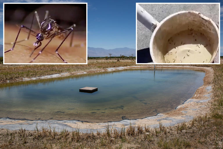 Urgent warning as deadly West Nile virus is discovered in California