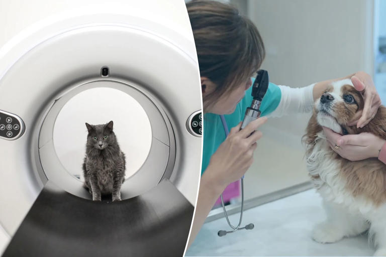 Jet-set vet: New animal hospital in Water Mill offers Hamptons pets ...