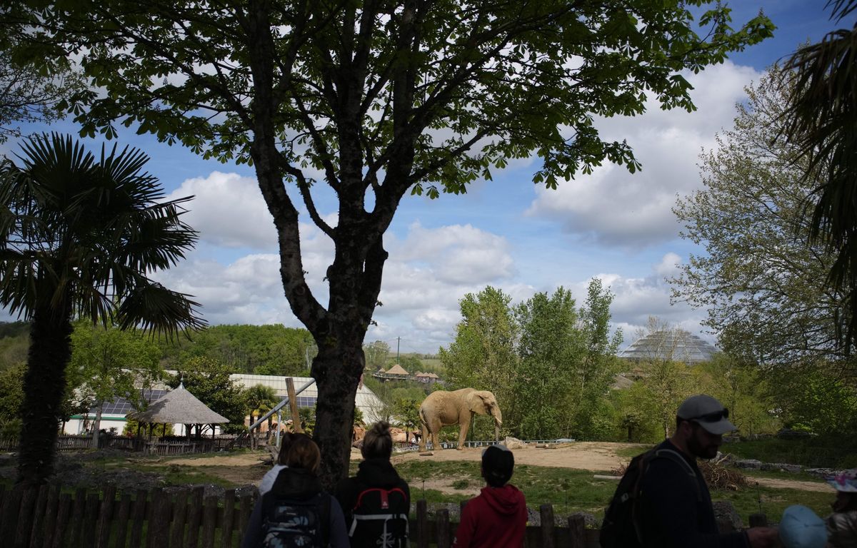 Zoo de Beauval : La belle histoire de Zlatka, la femelle tamarin de ...