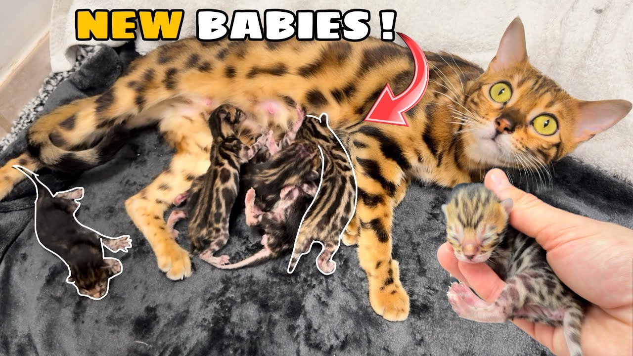 My wild-cats gave birth!