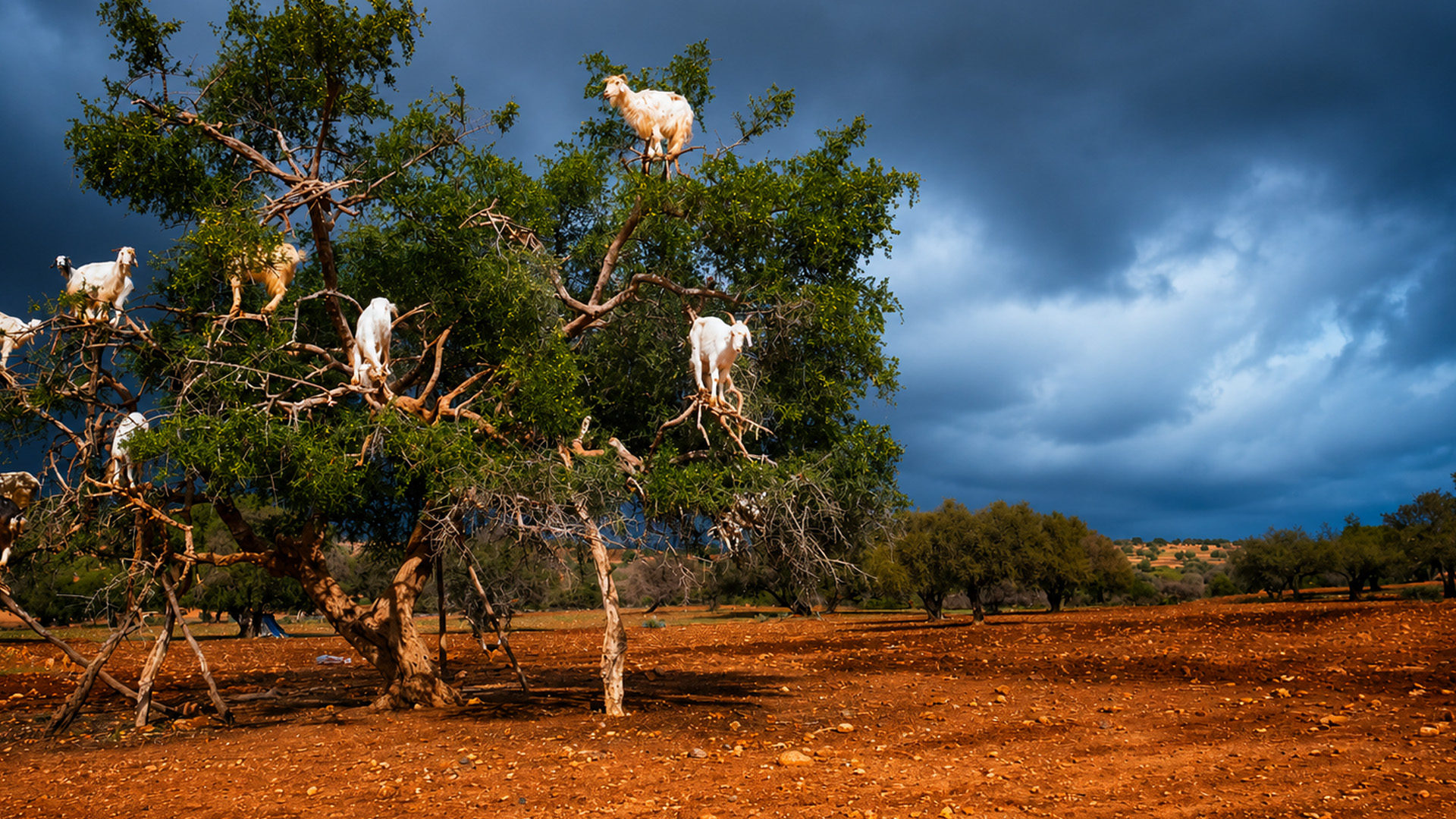 El único lugar donde las cabras se alimentan por encima del suelo