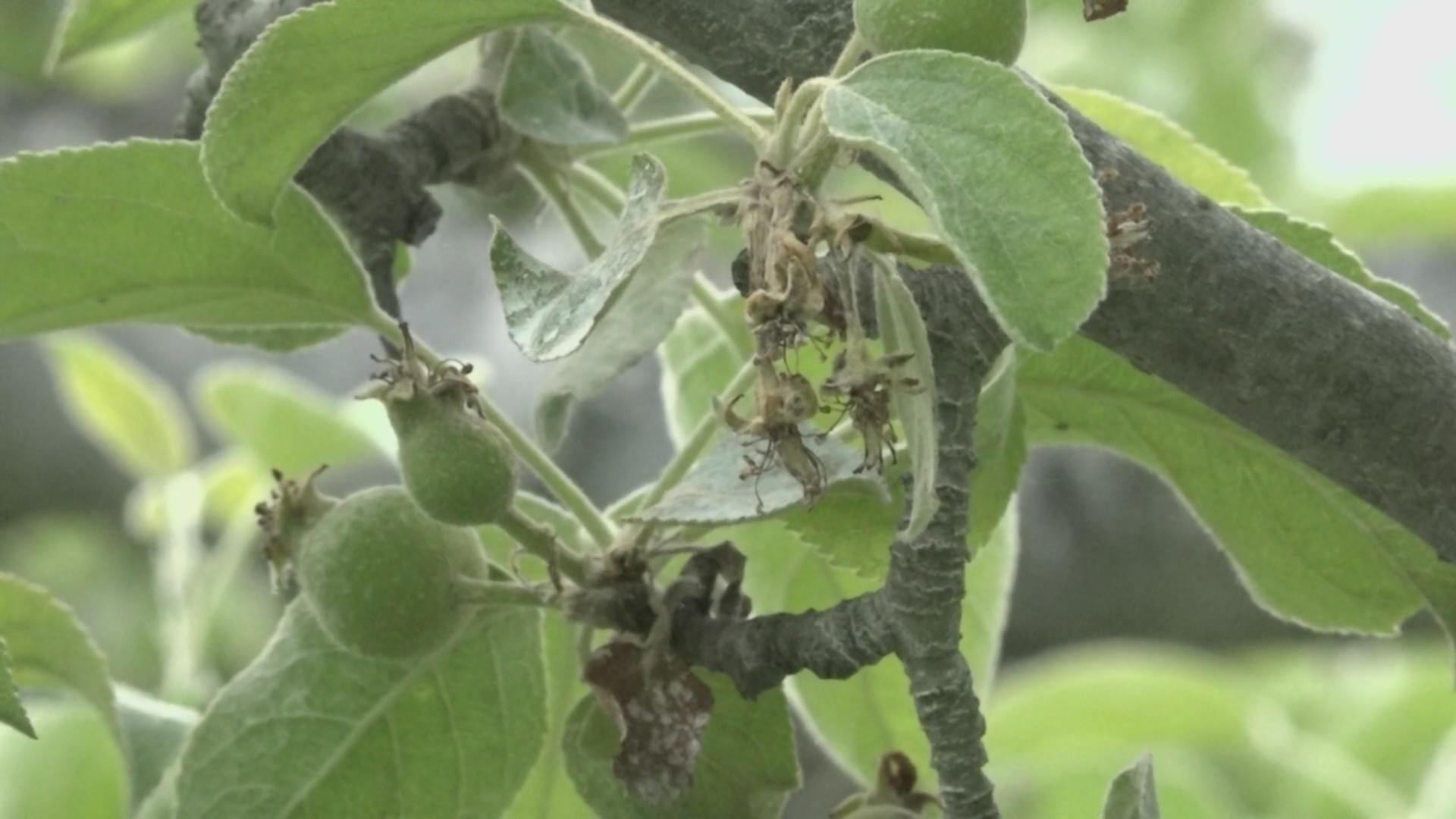 Local farmers report losses from late spring frost