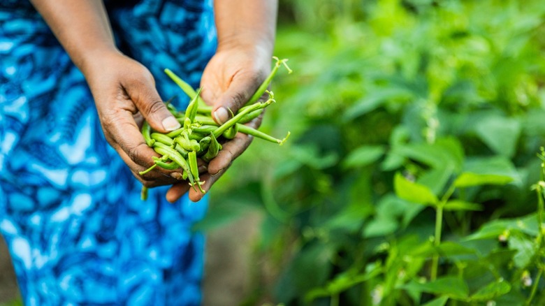 The best type of fertilizer for flourishing green beans