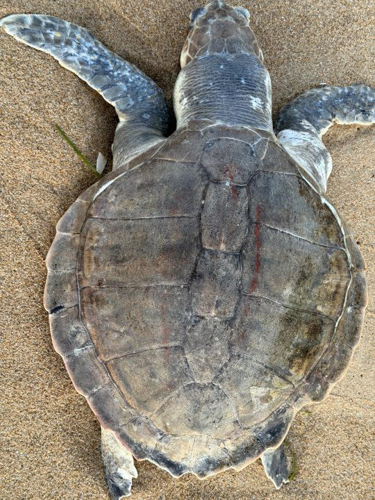 2 dolphins, 3 turtles wash up dead on beach in Virginia