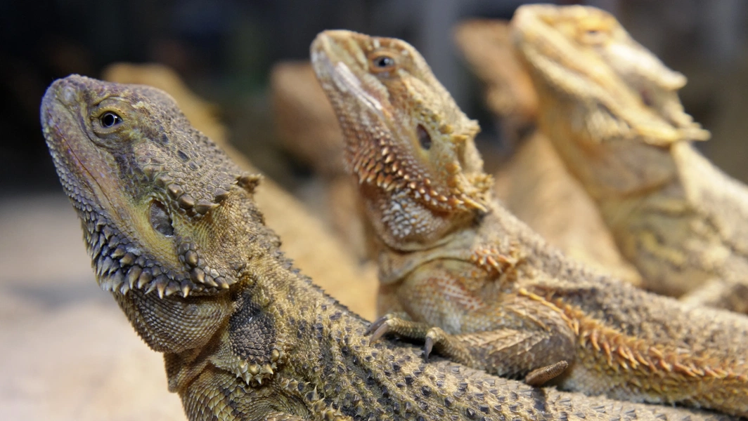 Bearded dragon care made simple for new owners