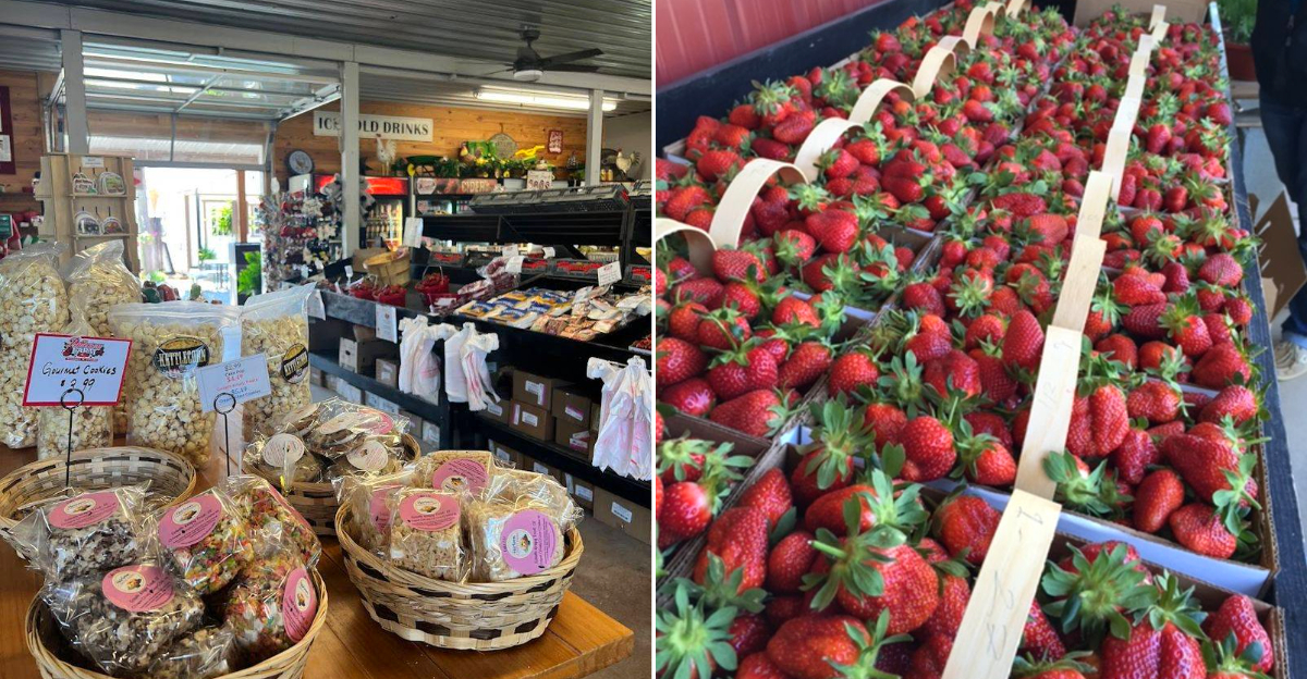 The stunning North Carolina farm where you pick your own berries and ...
