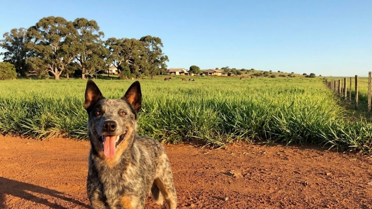 The American Kennel Club highlights these as the smartest dog breeds