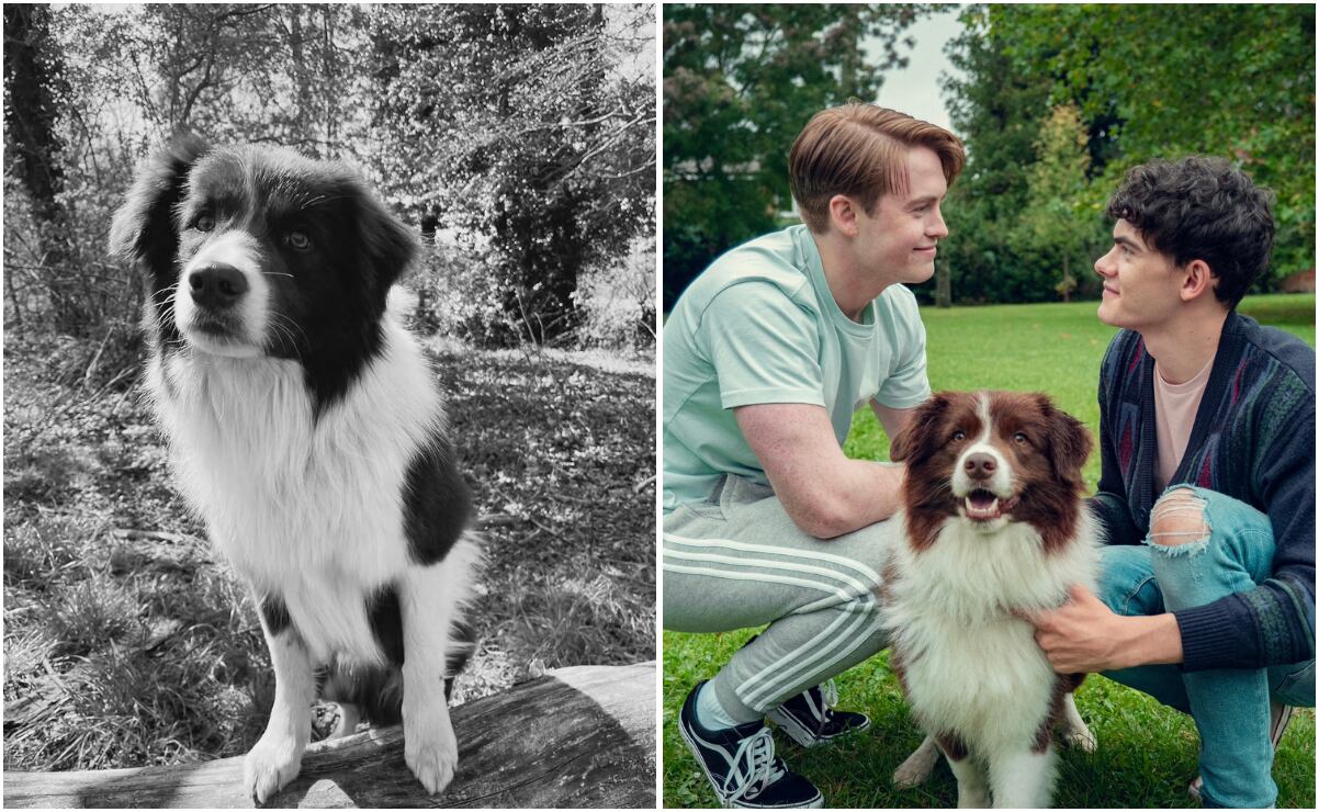 Muere Echo, perrito que interpretó a "Neillie" en Heartstopper; así ...