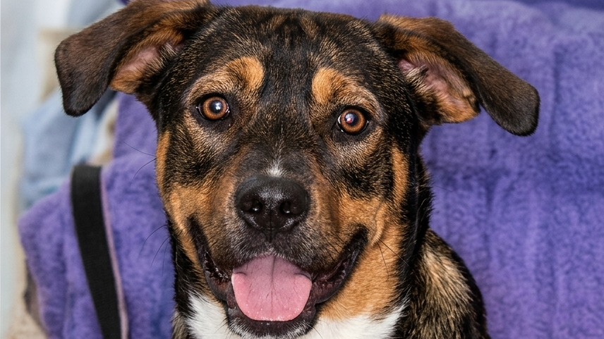 This dog died protecting its owners - then solved their murder