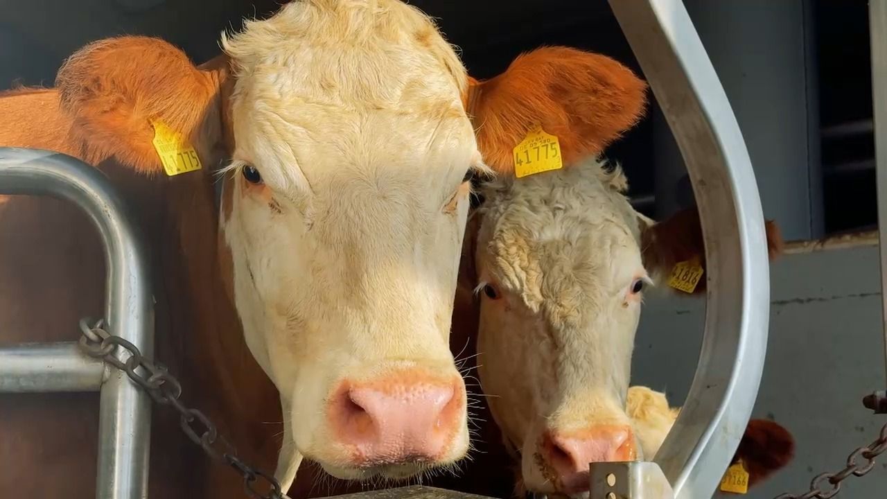 Milch im Überfluss: Bayerns Bauern leiden unter Preisverfall