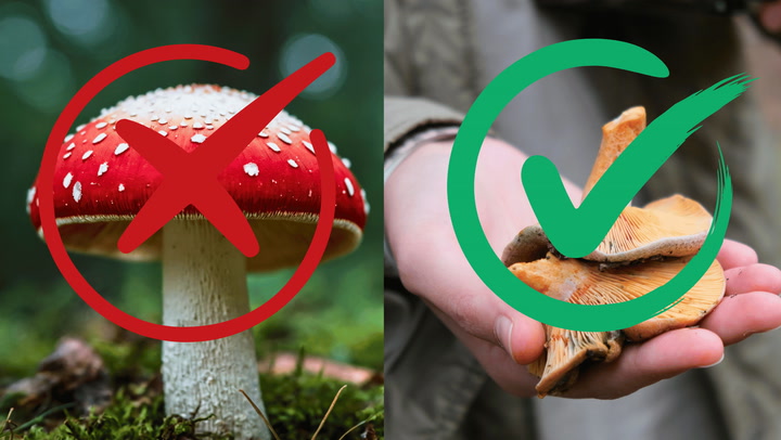 Canada's most popular foraged foods and their dangerous doubles