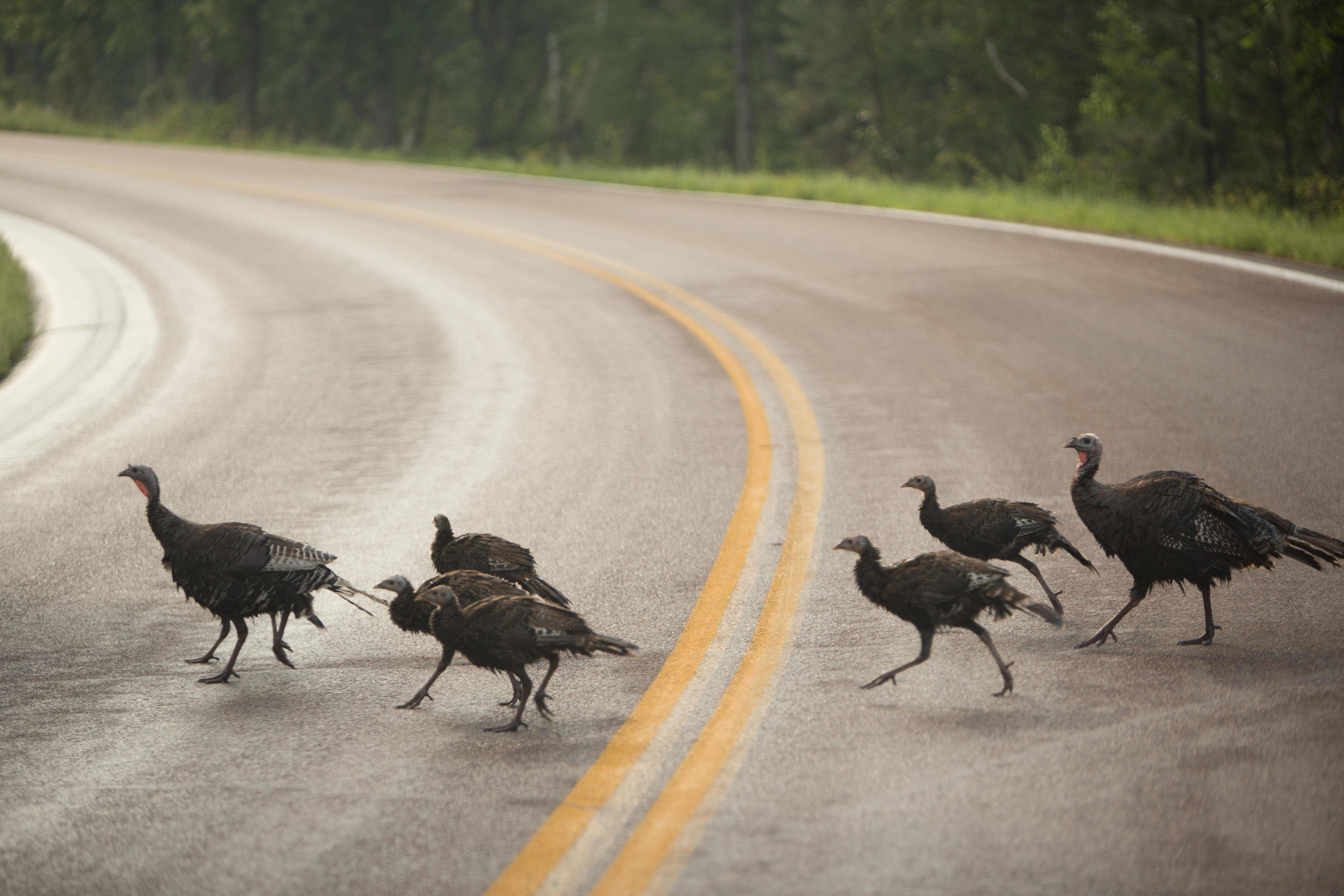 California woman attacked by wild turkeys on evening walk