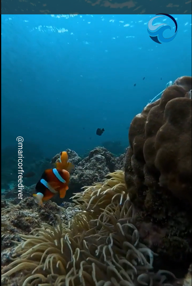 Clownfish shenanigans caught on camera