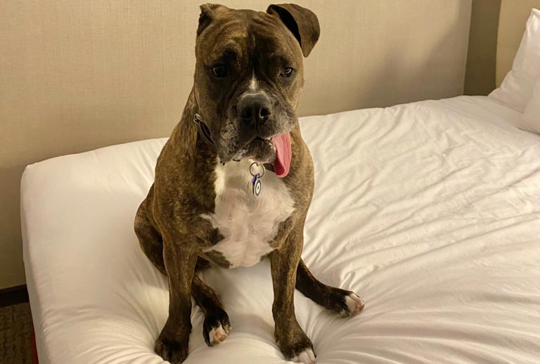 A cross-country road trip with my dog pulled me out of a post-divorce funk
