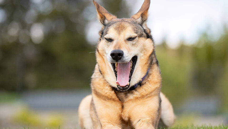 Reading your dog’s mind through body language