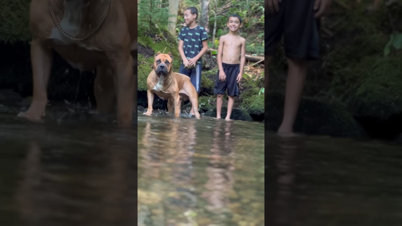 River time with these giant dogs