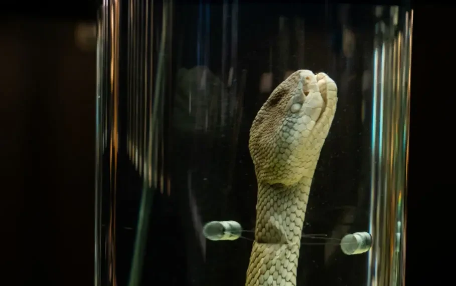 Himalayan pit viper found to be five distinct species