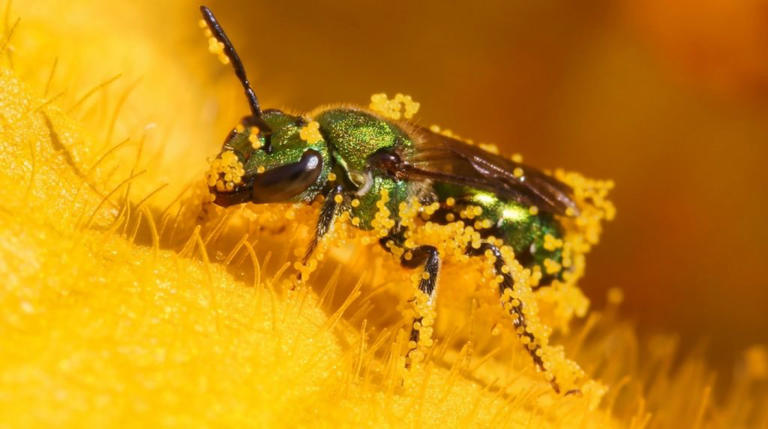 These tiny bees change color right before your eyes—and they're not ...