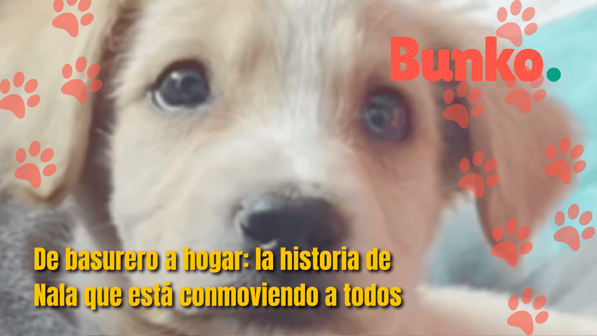 De basurero a hogar: la historia de Nala que está conmoviendo a todos