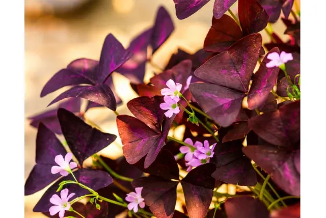 No son mariposas: la planta morada que baila con la luz y cambia su ...