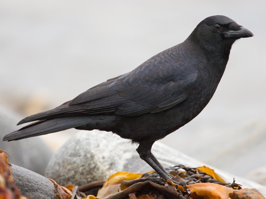 West Nile virus detected in 2 dead crows in San Diego County
