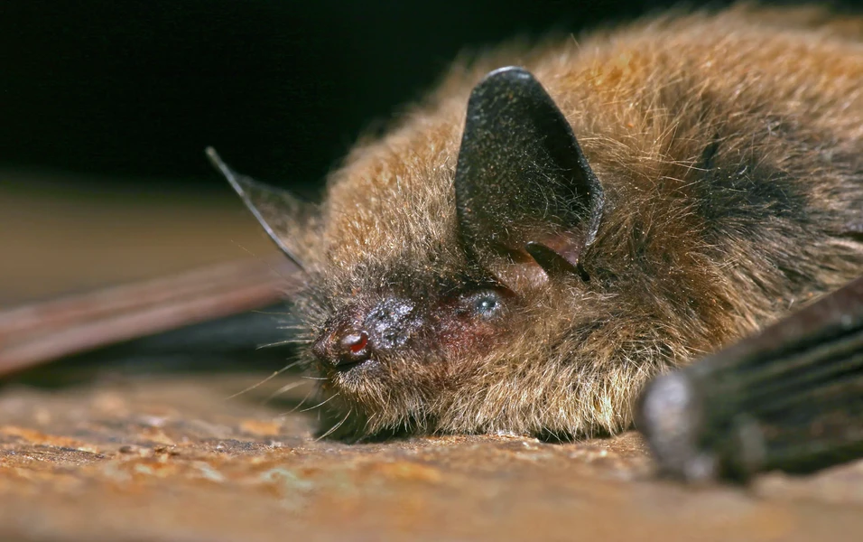 California issues urgent alert after rabid bat found near homes
