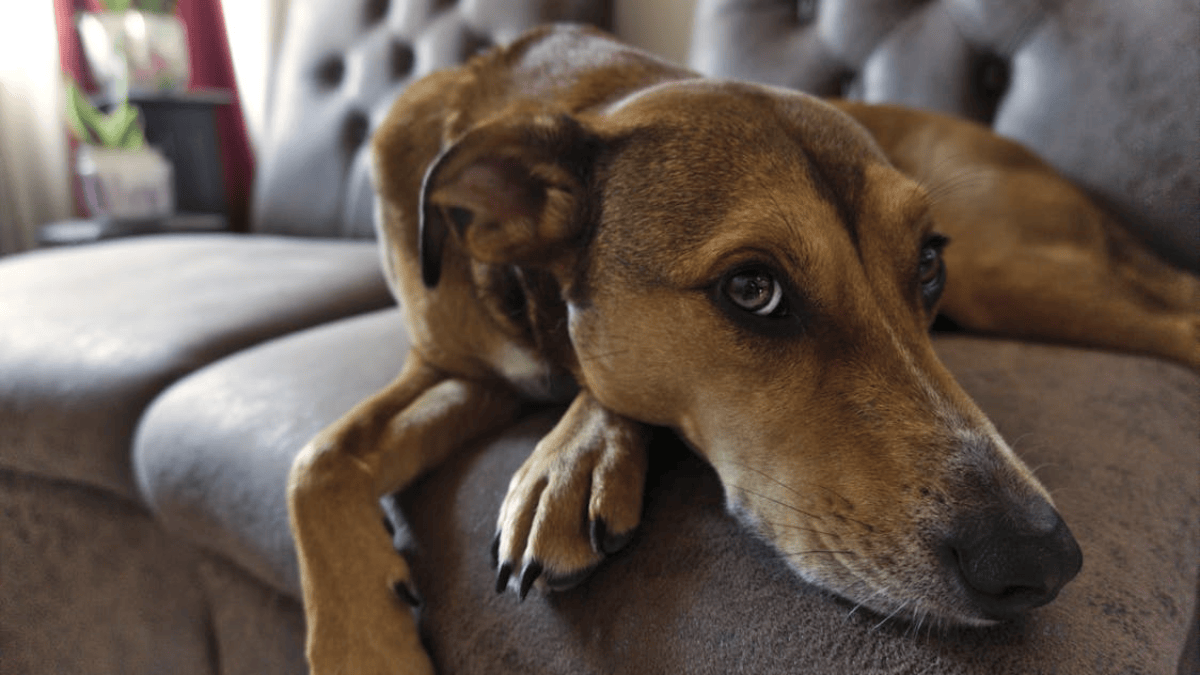 If your dog watches you while you sleep (here's what it means)