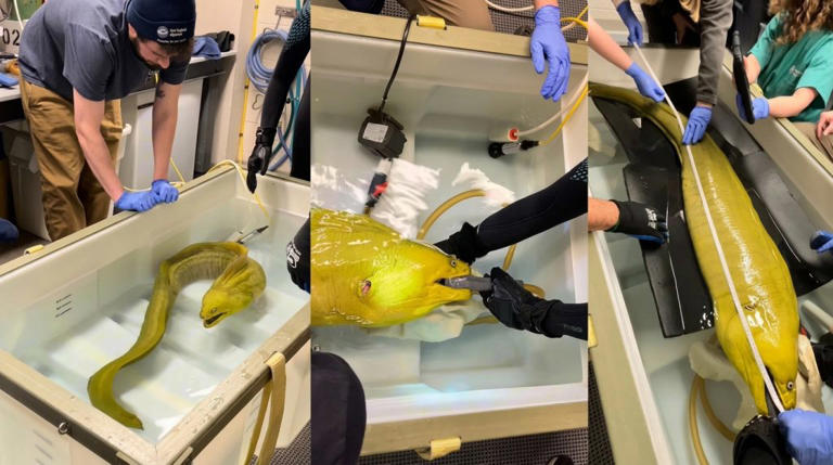 A giant eel with sharp teeth goes to the doctor and the process is more ...