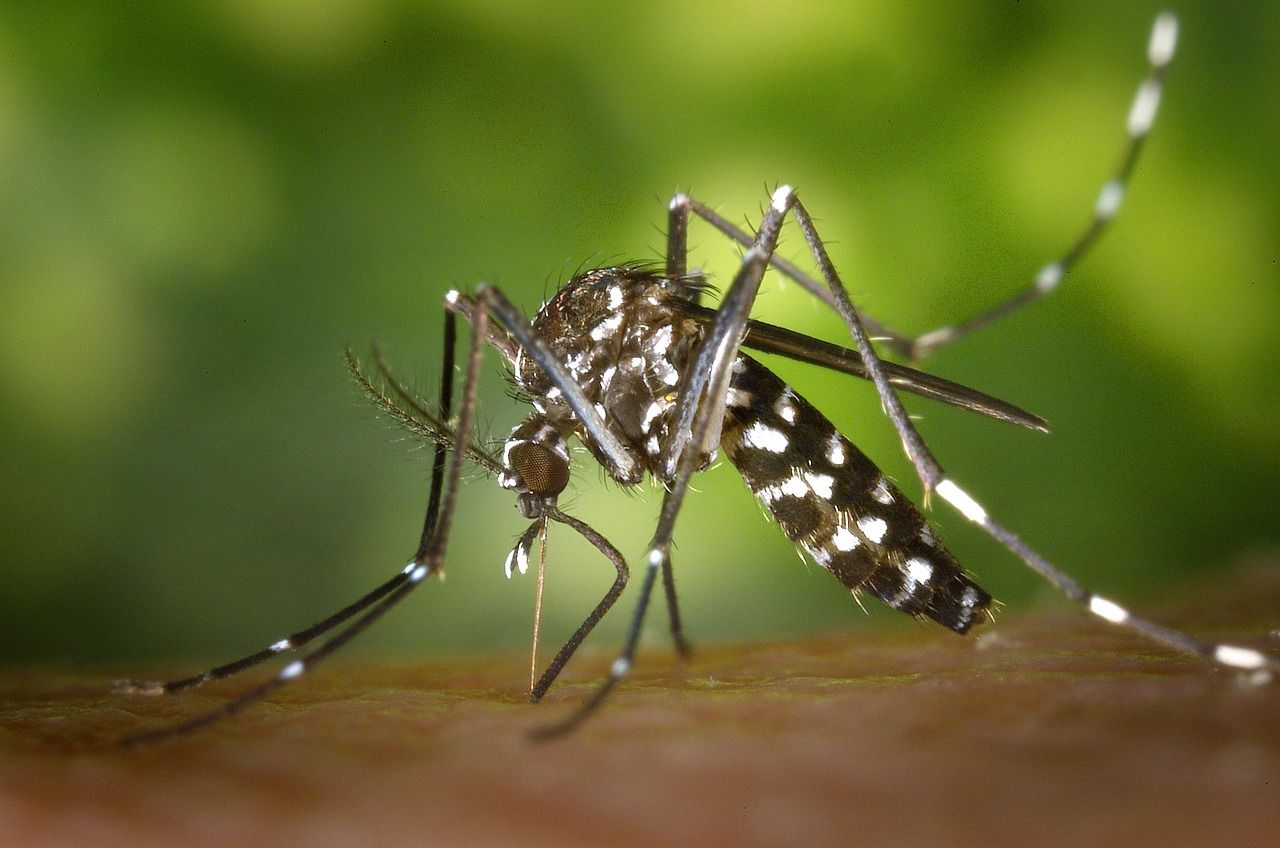 Google wants to release 64 million mosquitoes in California and Florida ...