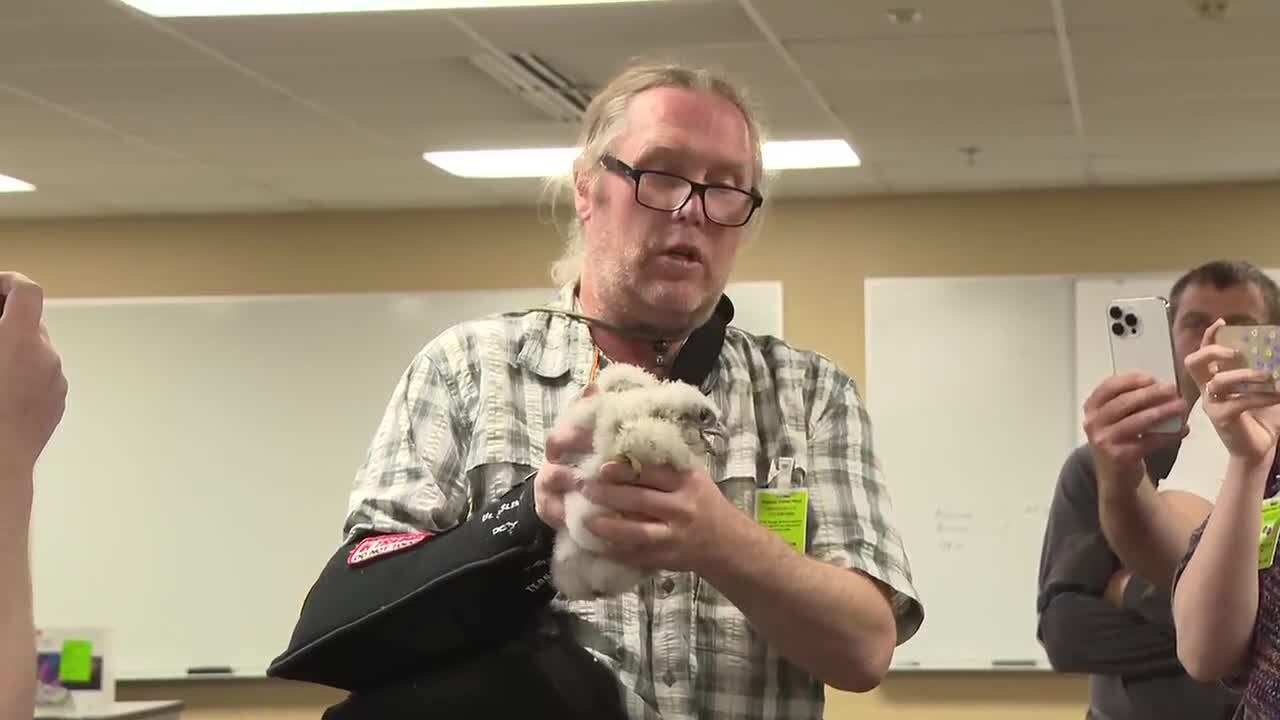 WPS falcon chicks banded with real-time tracking devices