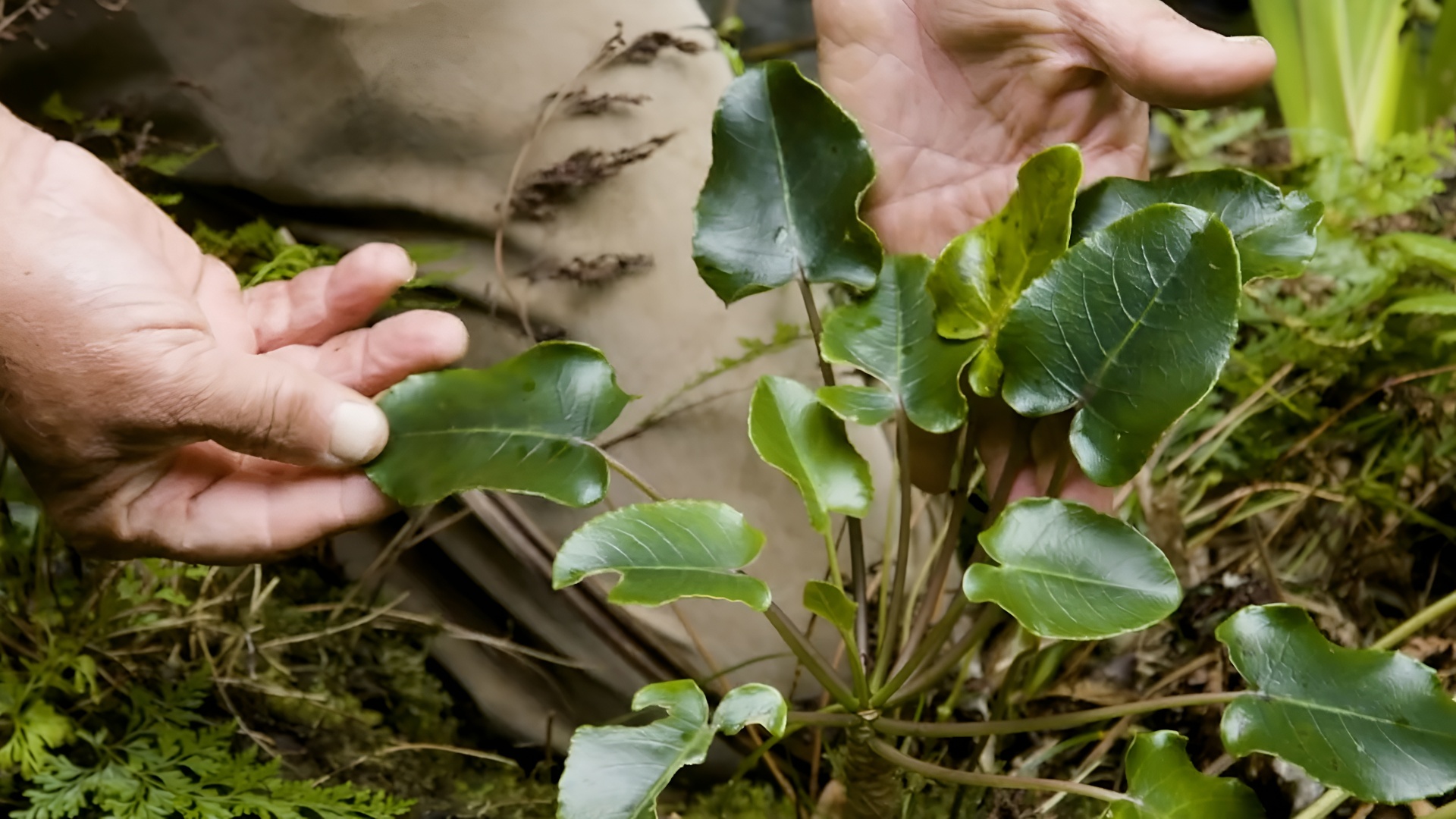 How Steve Perlman helps protect Hawaiʻi’s rarest plants