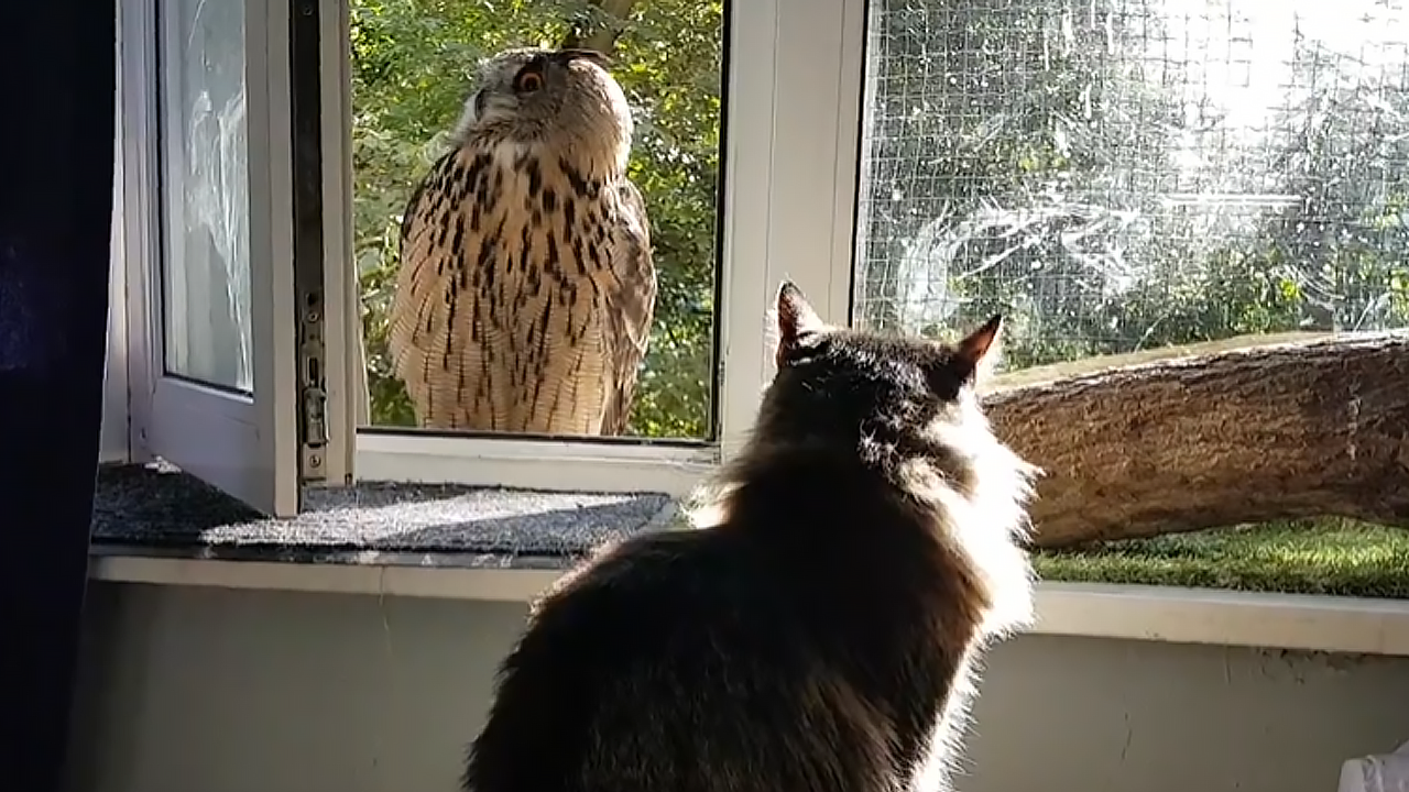 Cat and owl sit together peacefully