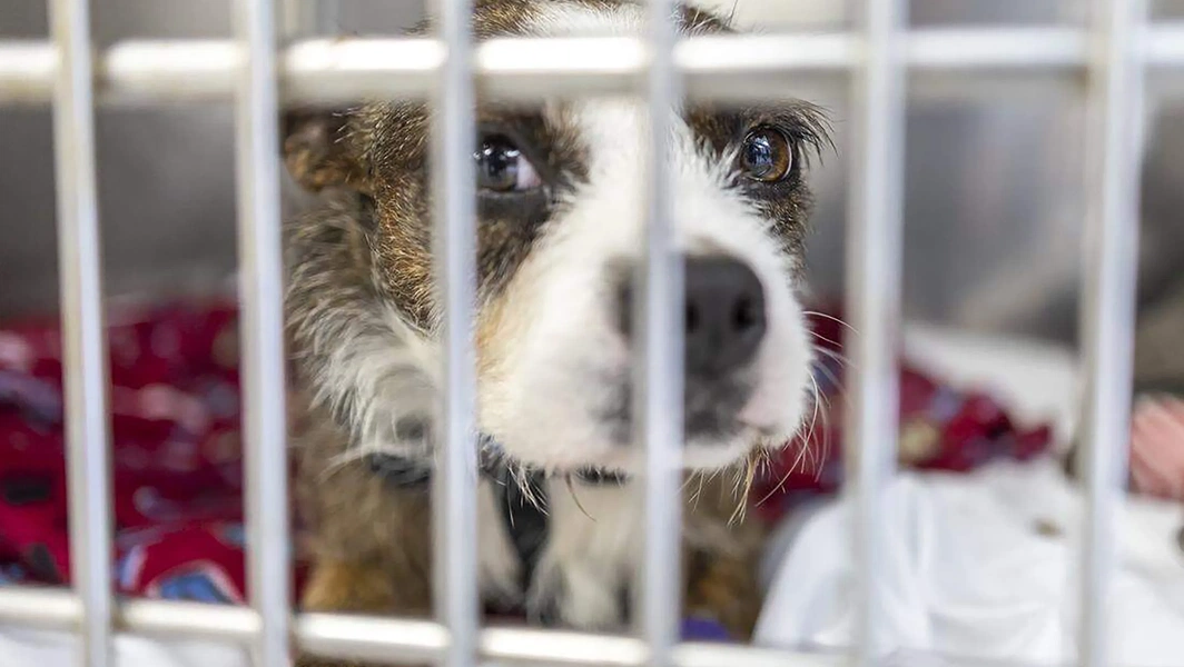 Rescue dogs and the humans they heal