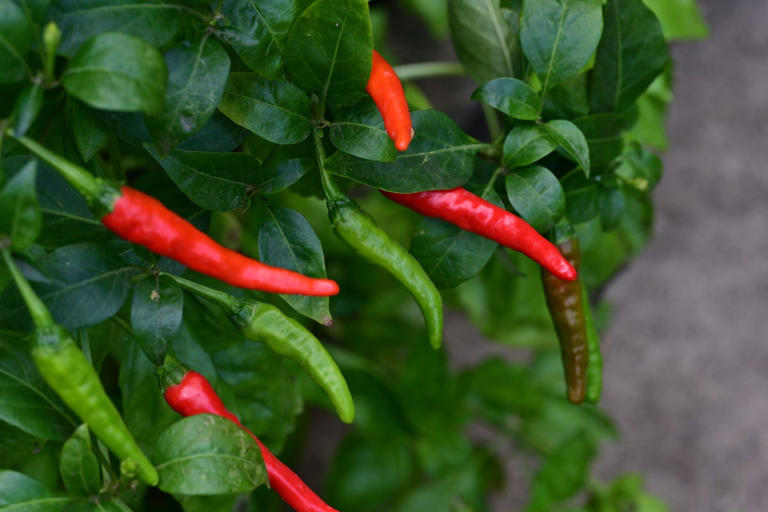 How to grow your own salsa garden for the freshest ingredients