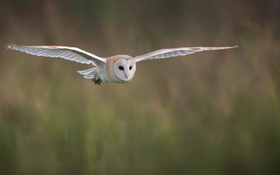 Somerset rewilding farm sees bird species soar to 94 in 3 years