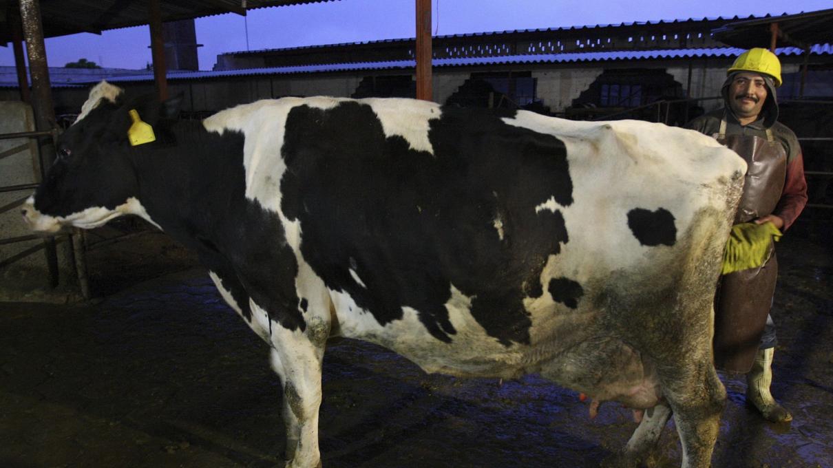 Día Mundial de la Leche; busca CNOG producir 15 mil millones de litros ...