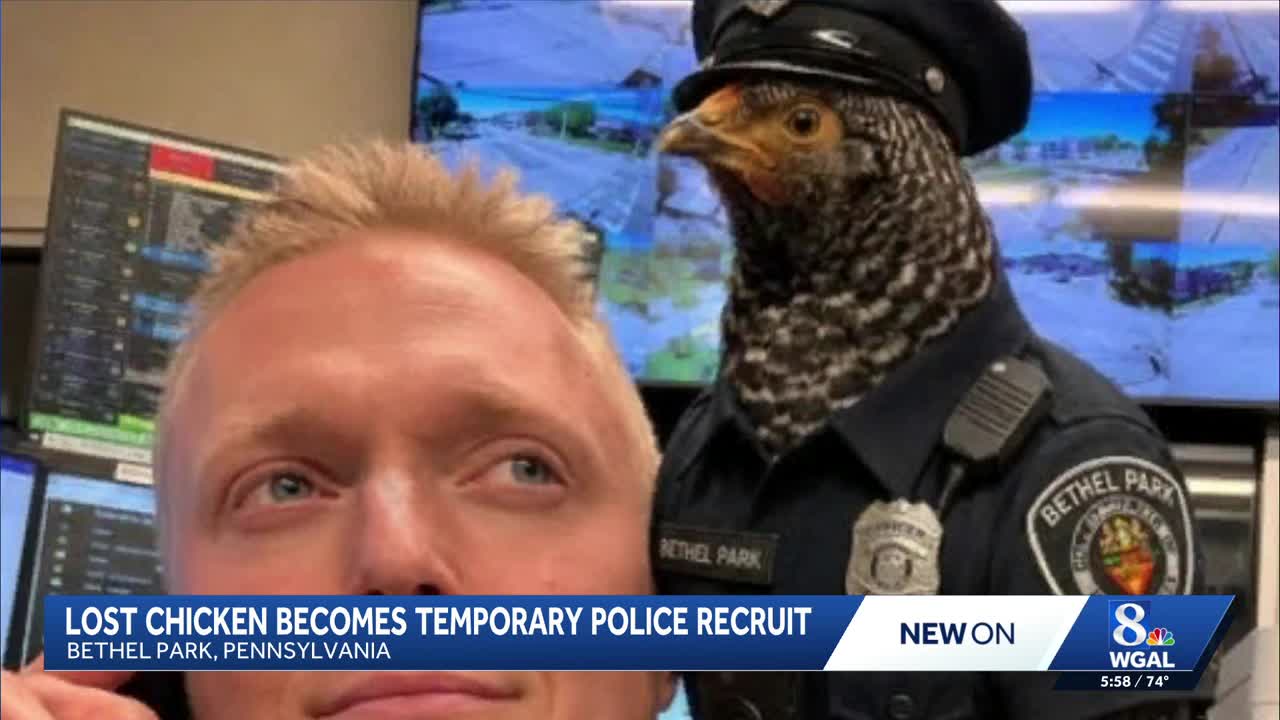 Pennsylvania police department makes lost chicken a deputy dispatcher