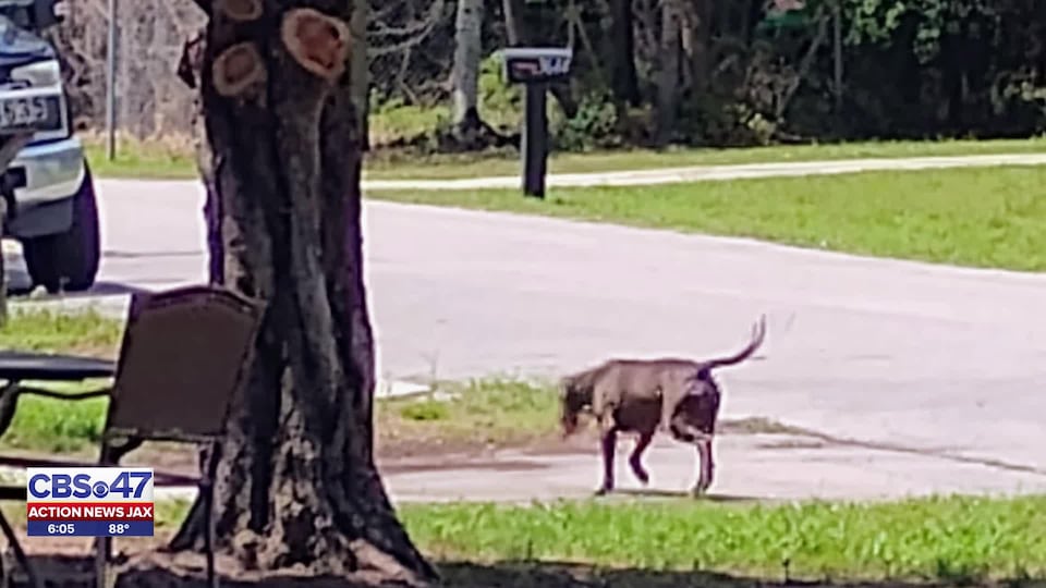 Beach Haven neighbors report ongoing issues with loose dog
