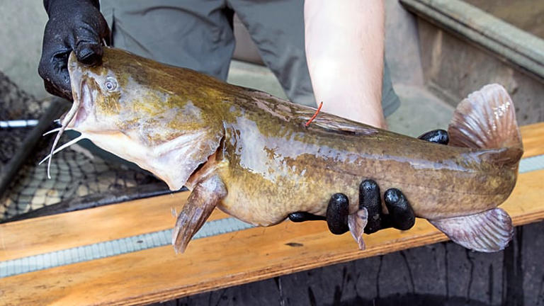 Angler lands giant 2.5-metre catfish and breaks record