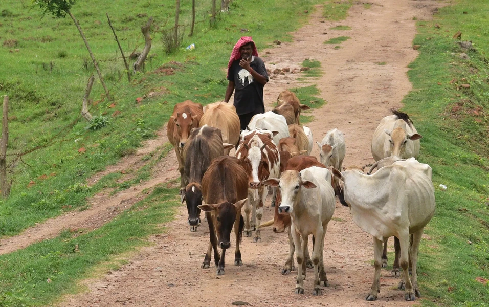 India leads global milk production with cultural significance