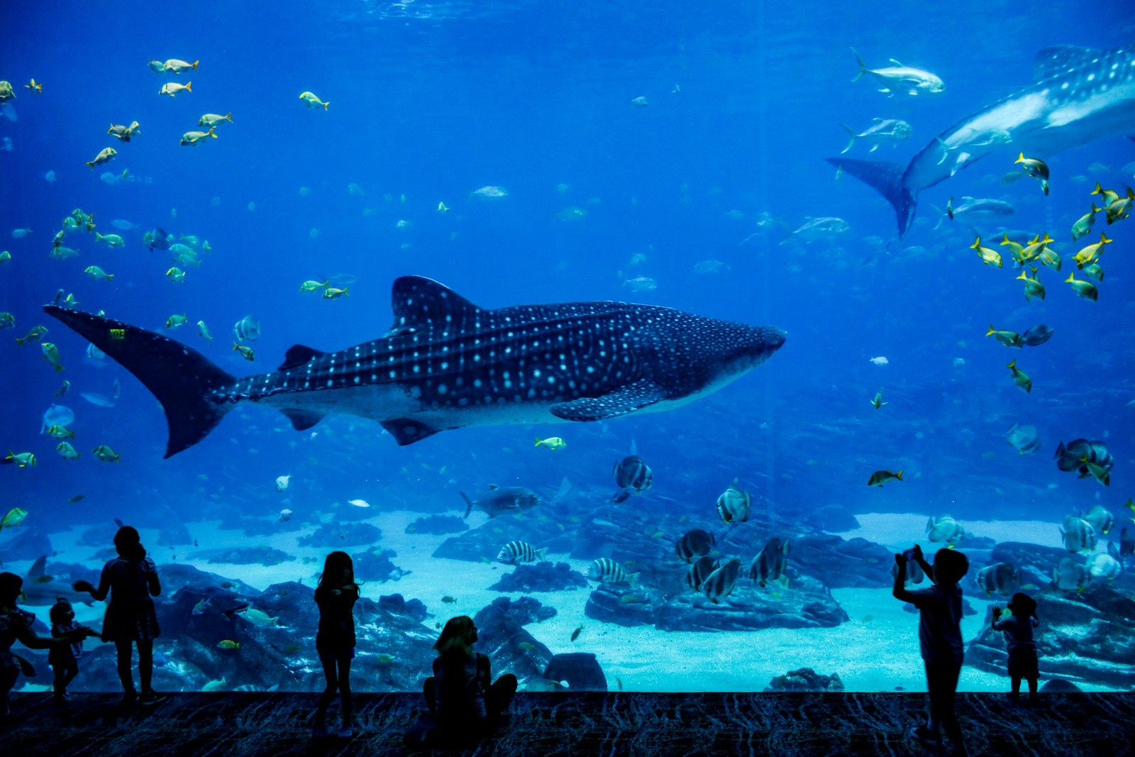Reasons great white sharks are never seen in aquariums