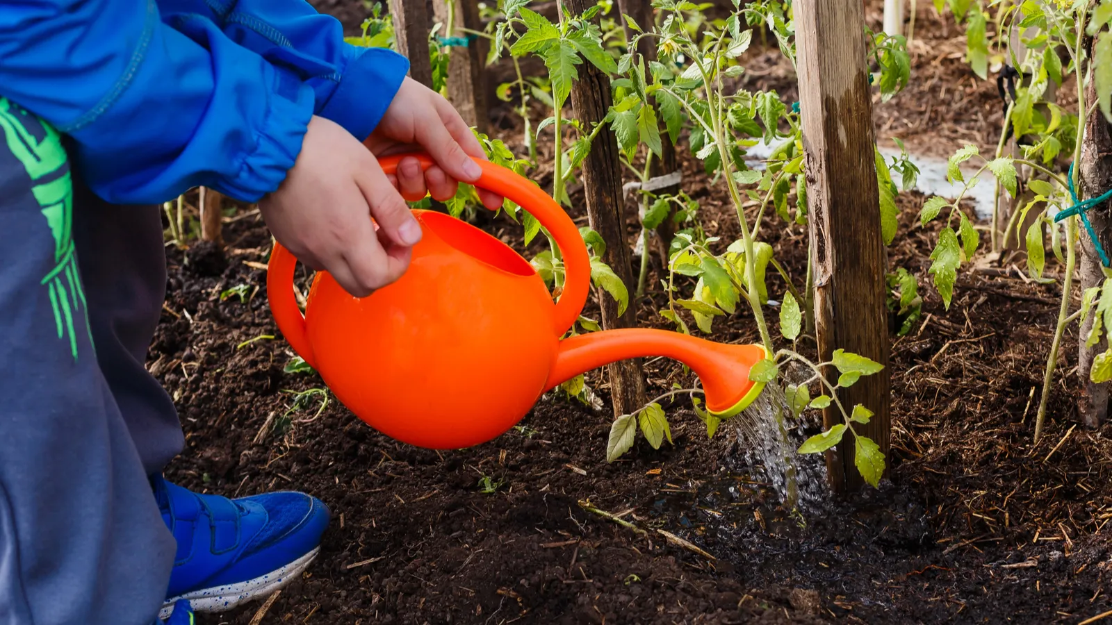 Simple watering strategies to help plants survive heatwaves