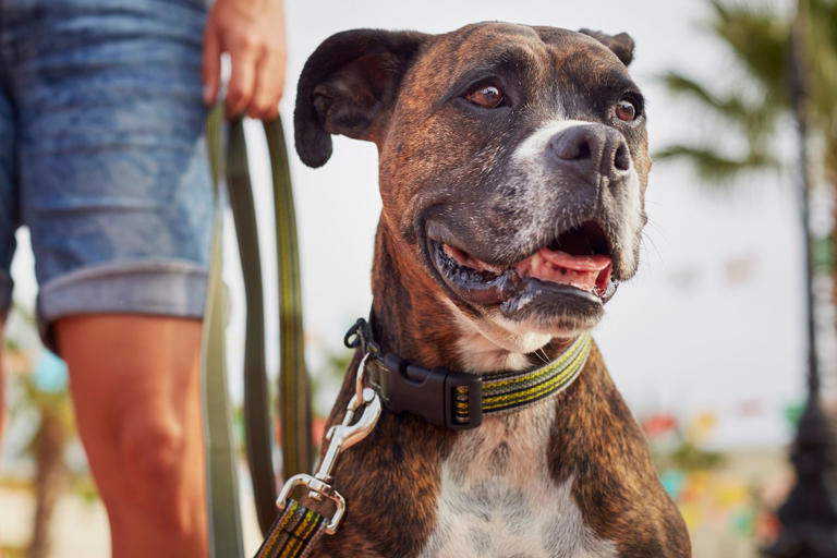 When is it too hot and unsafe to walk your dog? Experts offer advice as ...